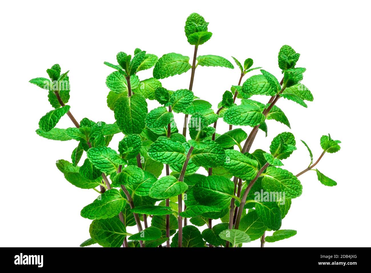bunch of Fresh mint plant isolated on white background Stock Photo - Alamy