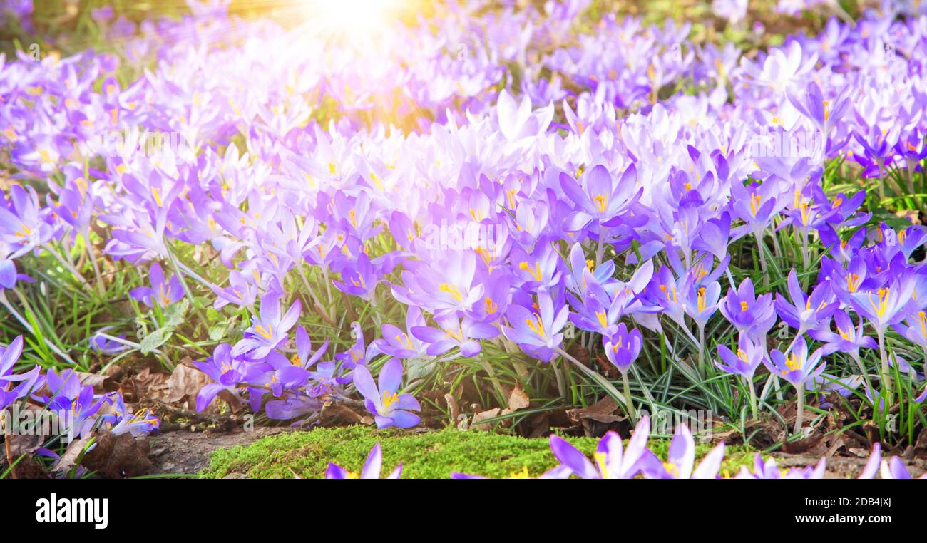 Beautiful crocuses growing through snow. First spring flowers Stock ...