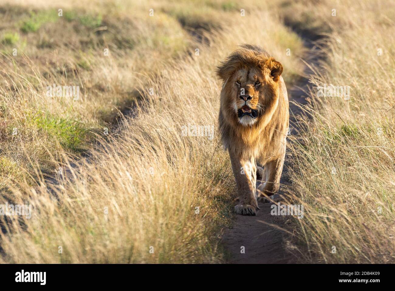 Male lion walking road hi-res stock photography and images - Alamy