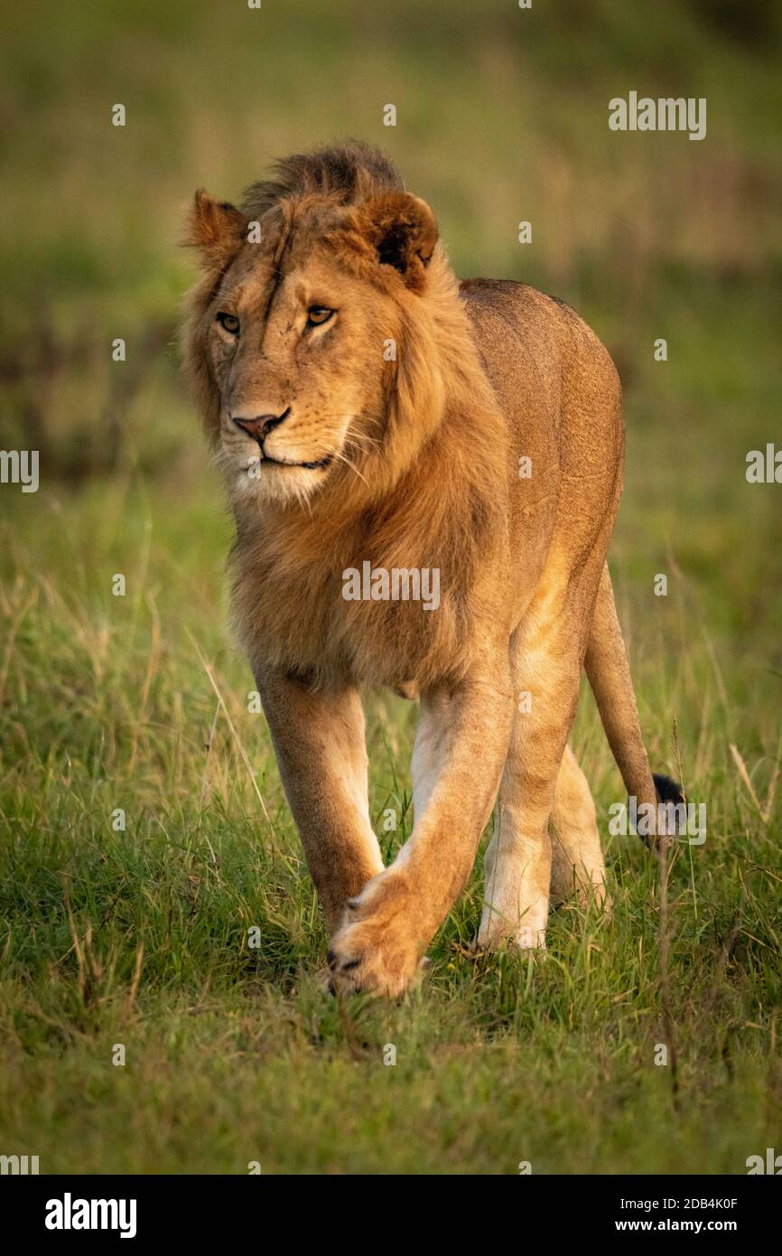 Male lion walking across savanna hi-res stock photography and images ...