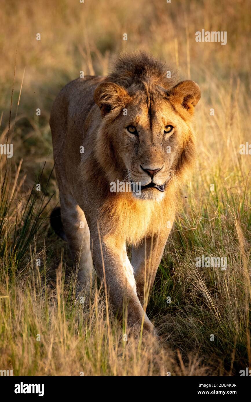 Male lion walking towards camera along track Stock Photo - Alamy