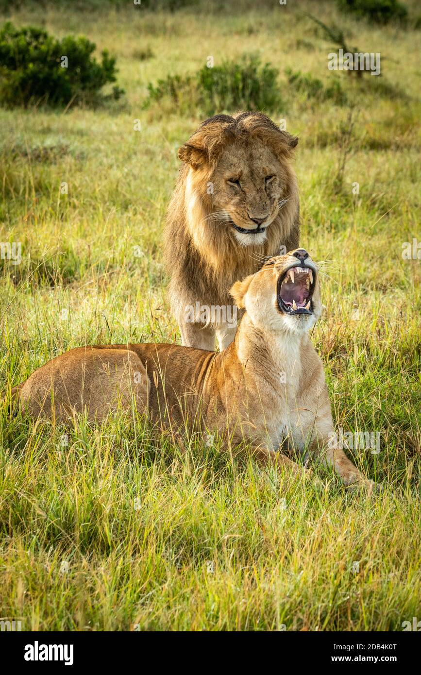 Male lion stands watching lioness lying growling Stock Photo - Alamy