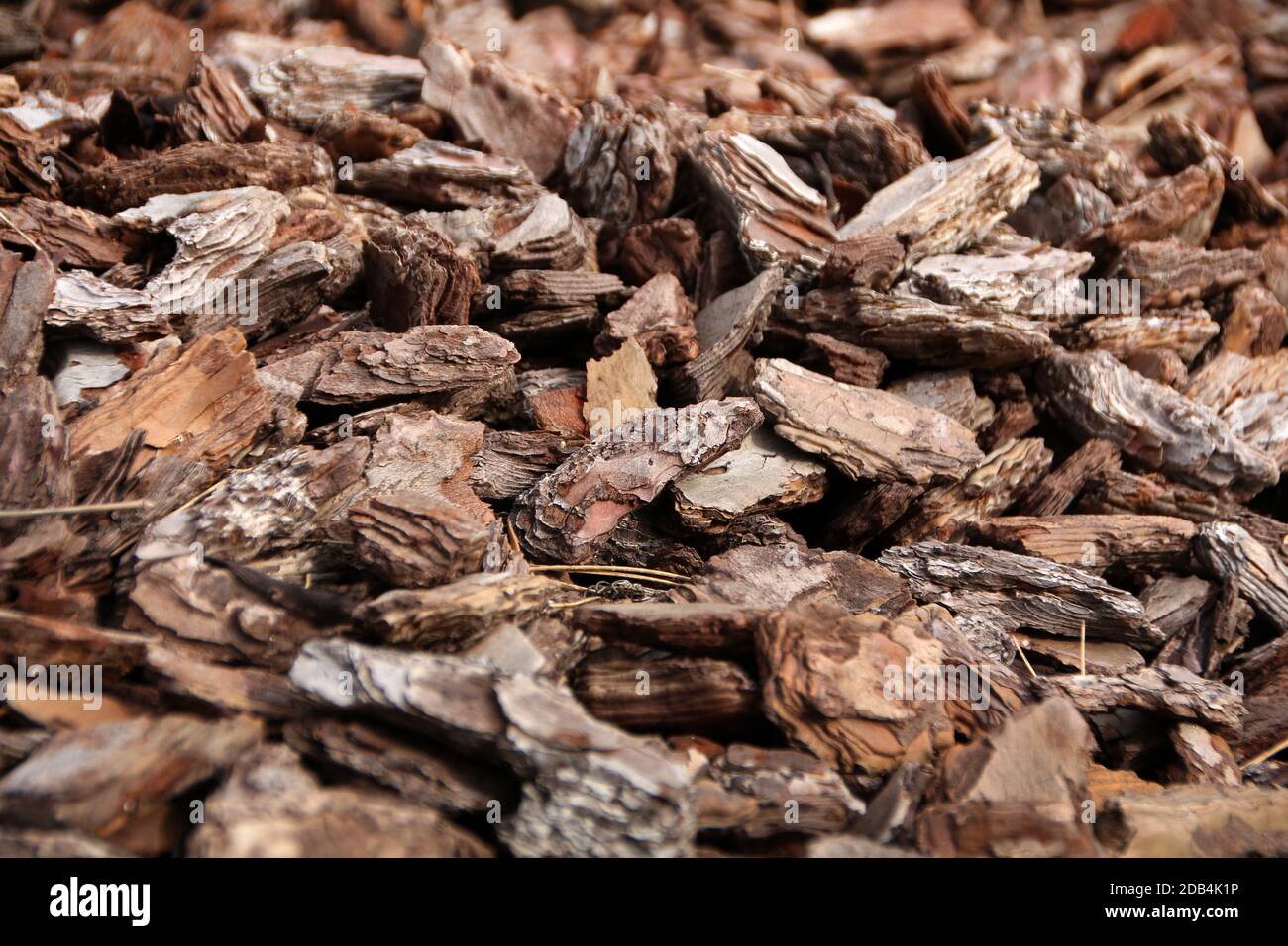Close view Texture crushed shredded fragments bark of wood Stock Photo ...
