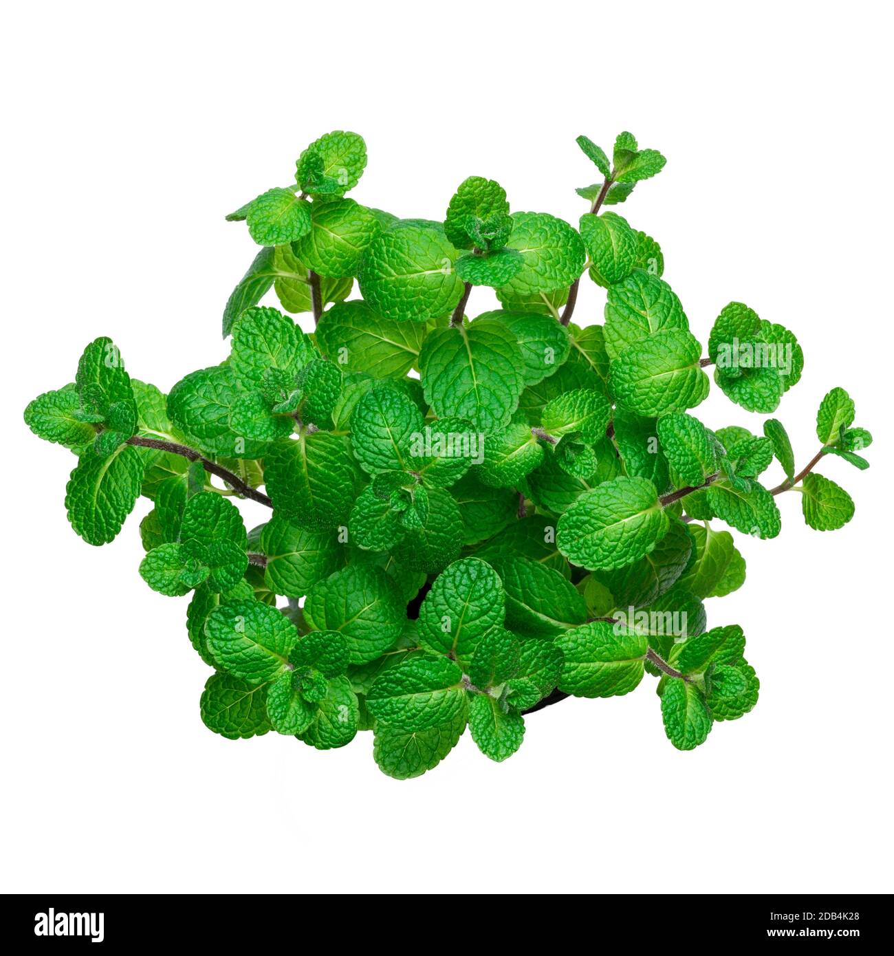 bunch of Fresh mint plant isolated on white background Stock Photo - Alamy