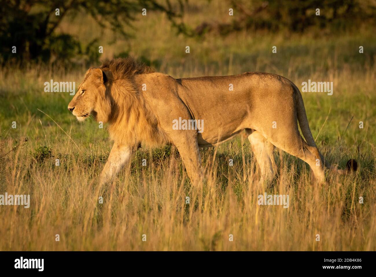 Lion walks hi-res stock photography and images - Alamy
