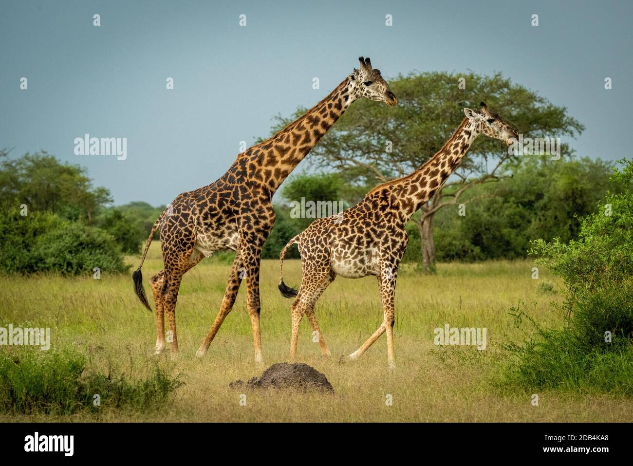 How Do Giraffes Mate