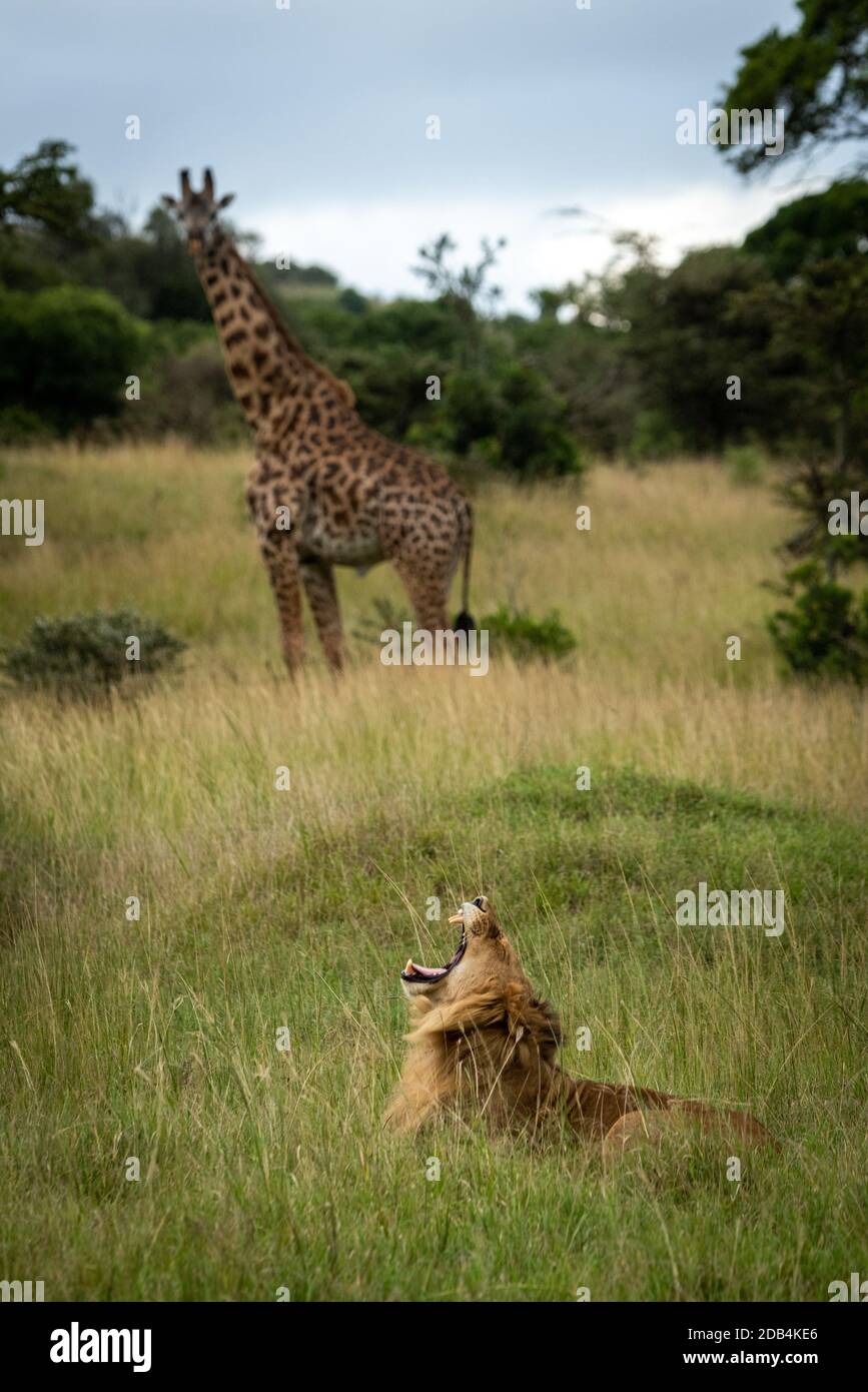Giraffe yawning hi-res stock photography and images - Alamy