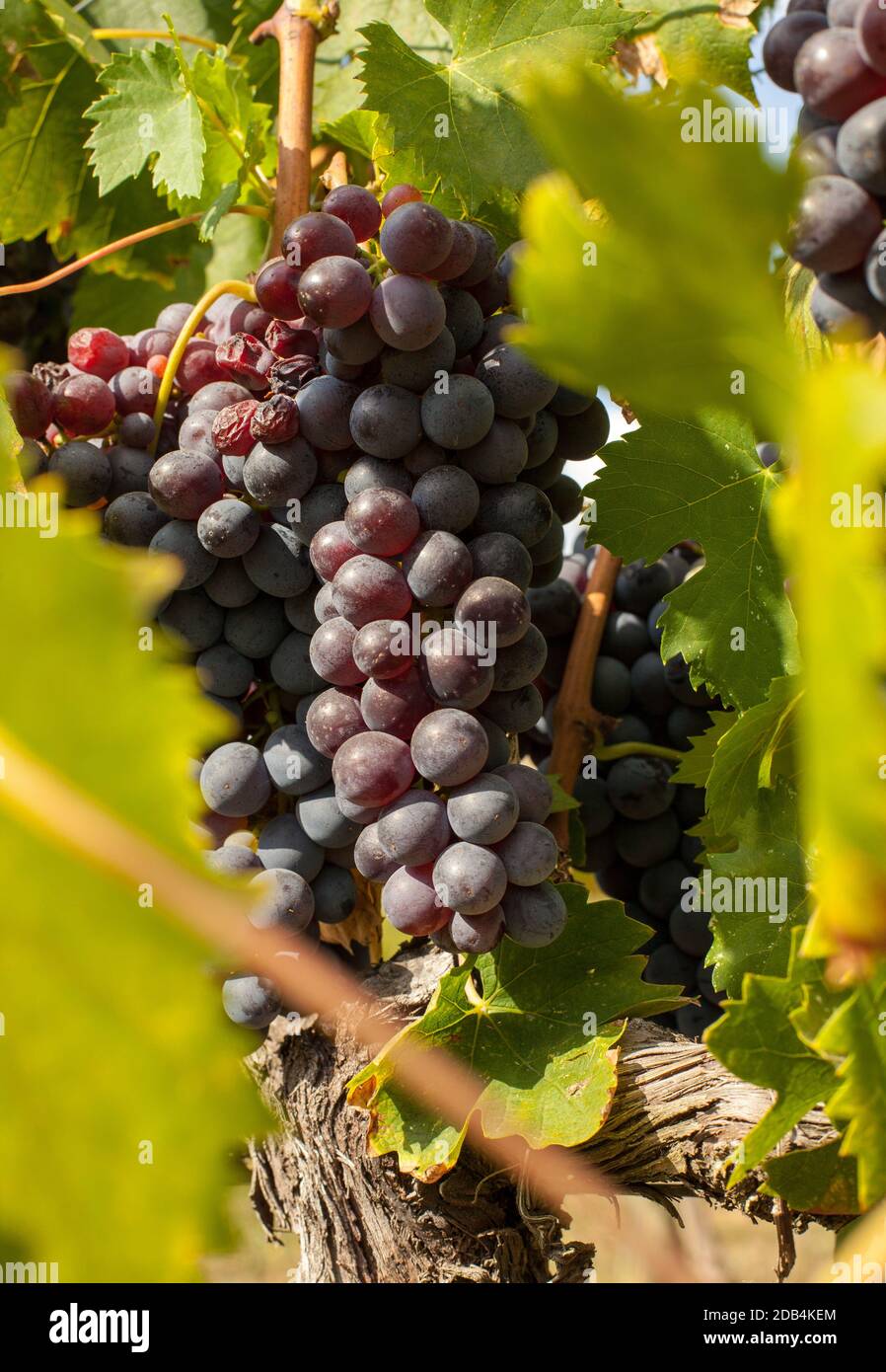 ripe red grape clusters on the vine Stock Photo - Alamy