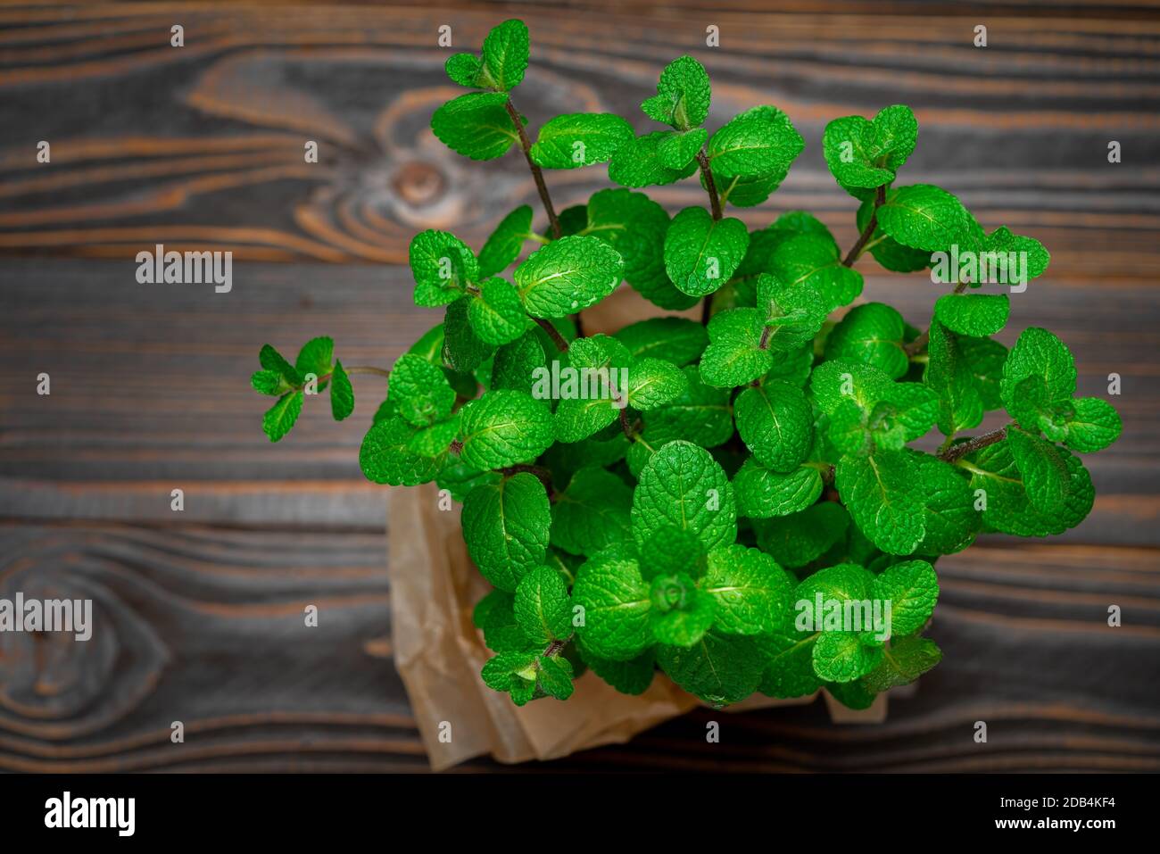 Natural organic mint plant hi-res stock photography and images - Alamy