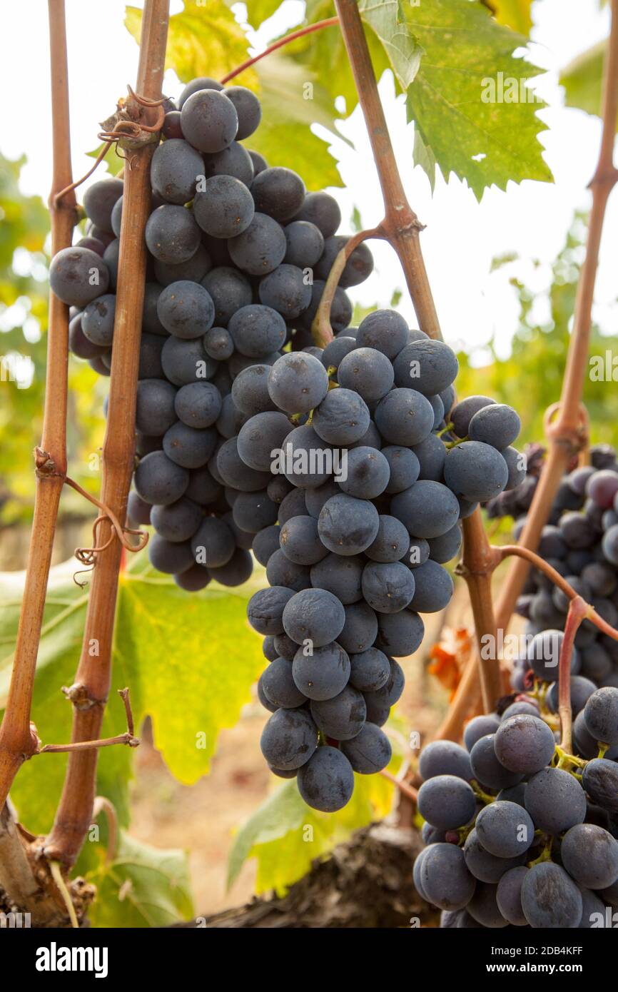 ripe red grape clusters on the vine Stock Photo - Alamy