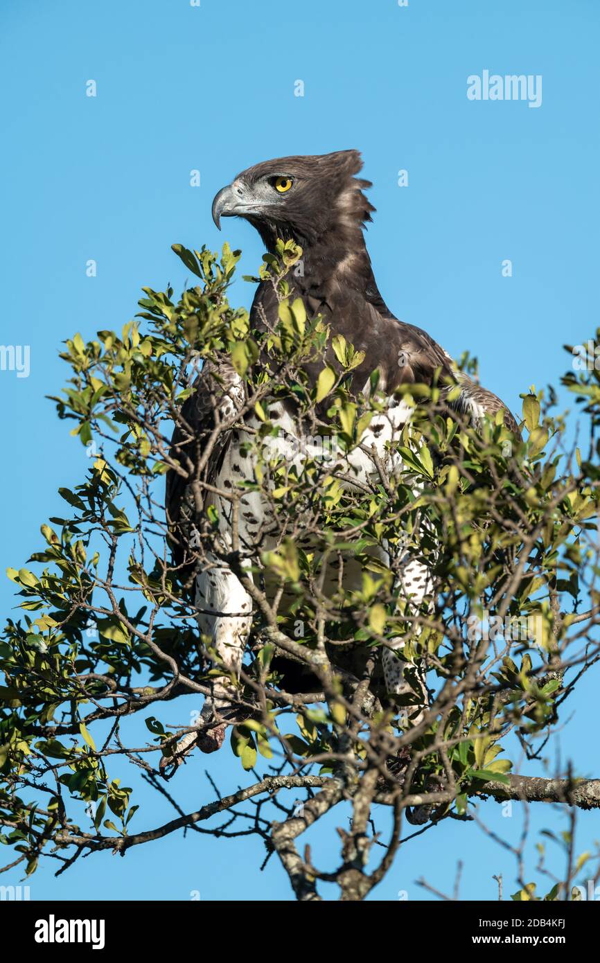 Eagle looking left hi-res stock photography and images - Alamy