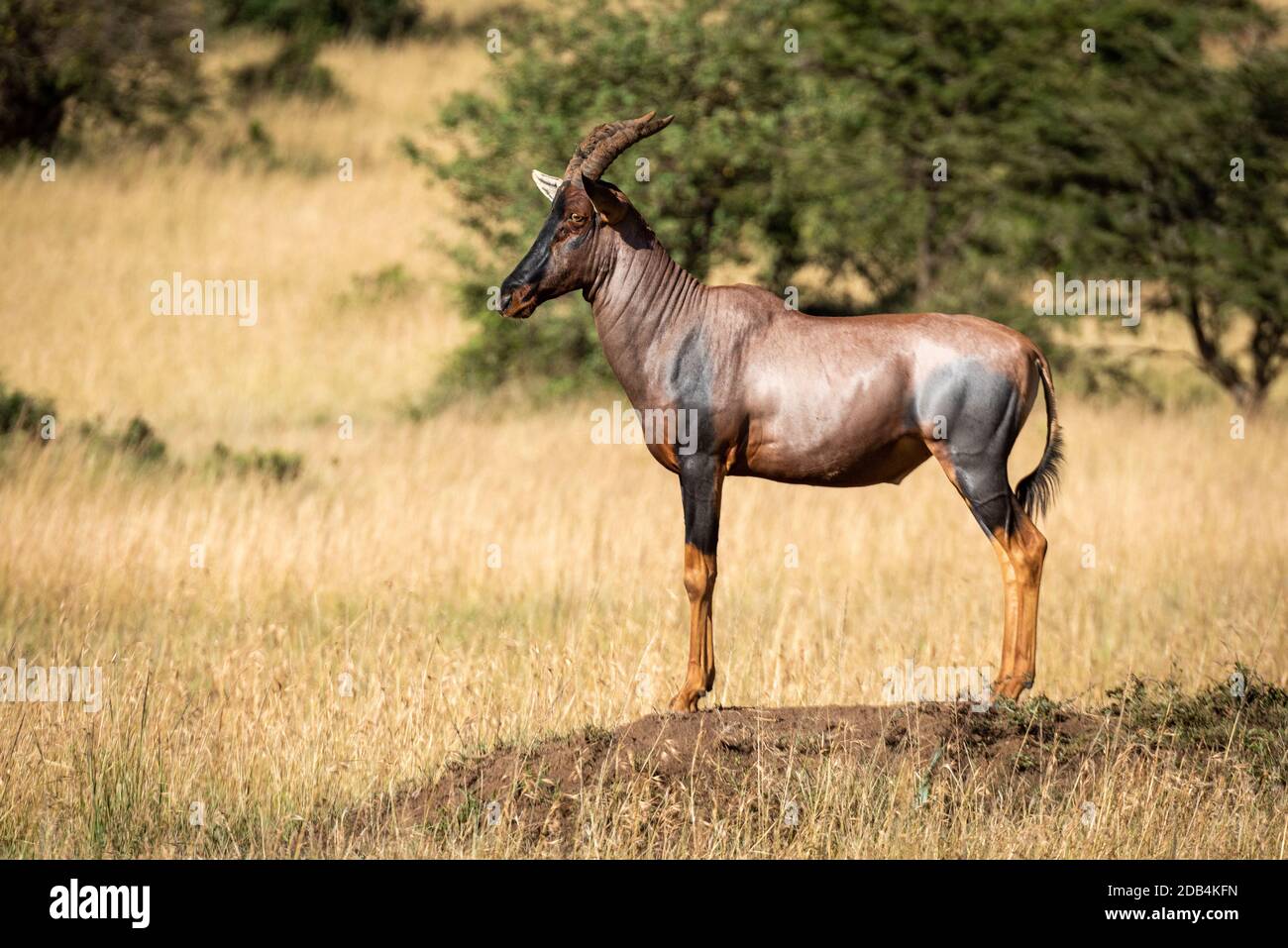 Male topi displaying himself on earth mound Stock Photo - Alamy