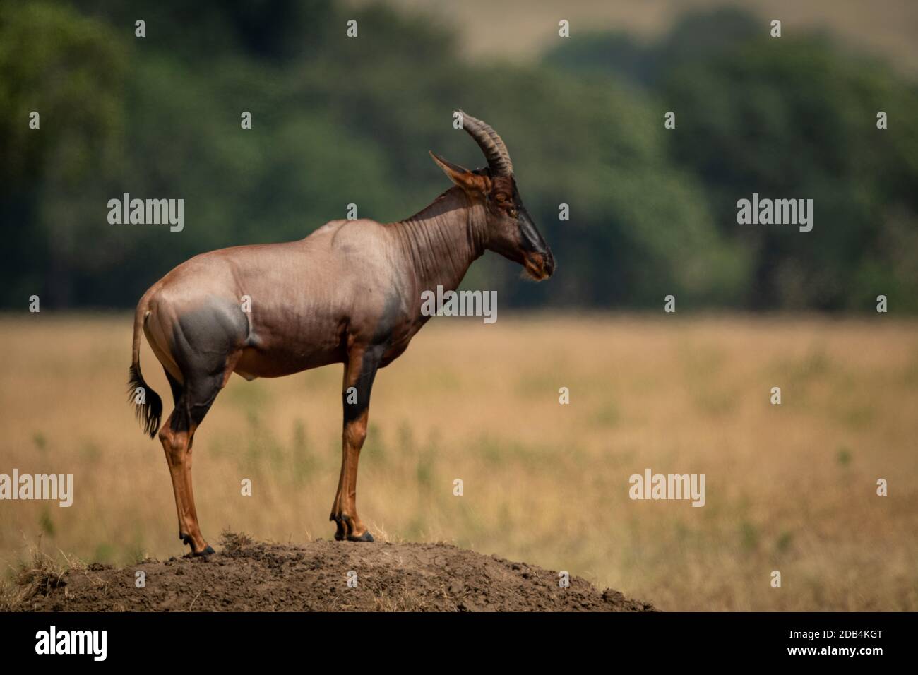 Topi Display High Resolution Stock Photography and Images - Alamy