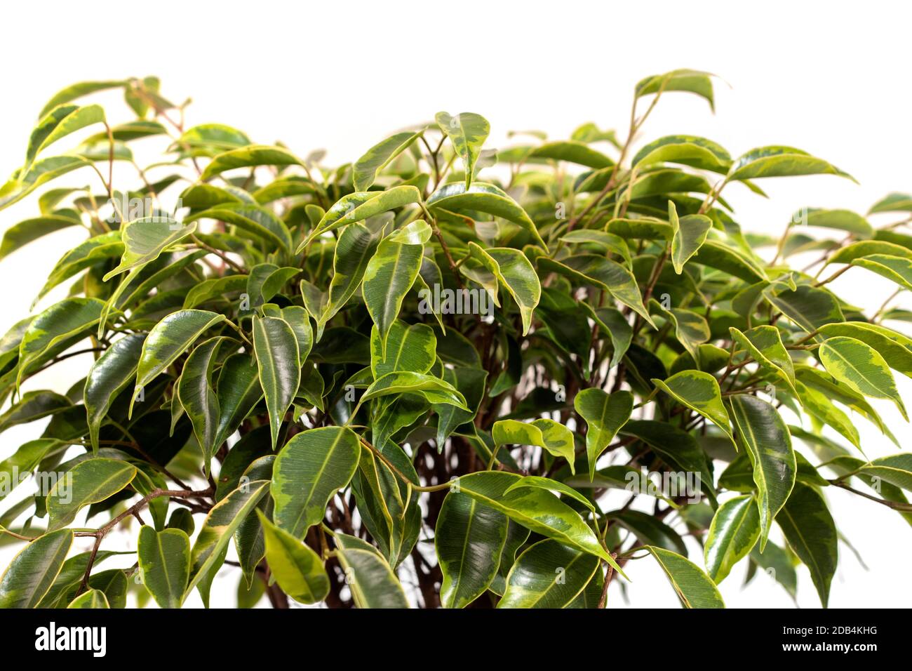 Close view of the popular ficus benjamina houseplant isolated on a ...