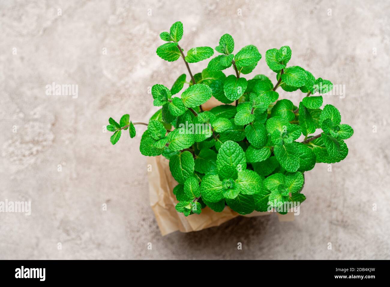 Natural herbal mint plant hi-res stock photography and images - Alamy