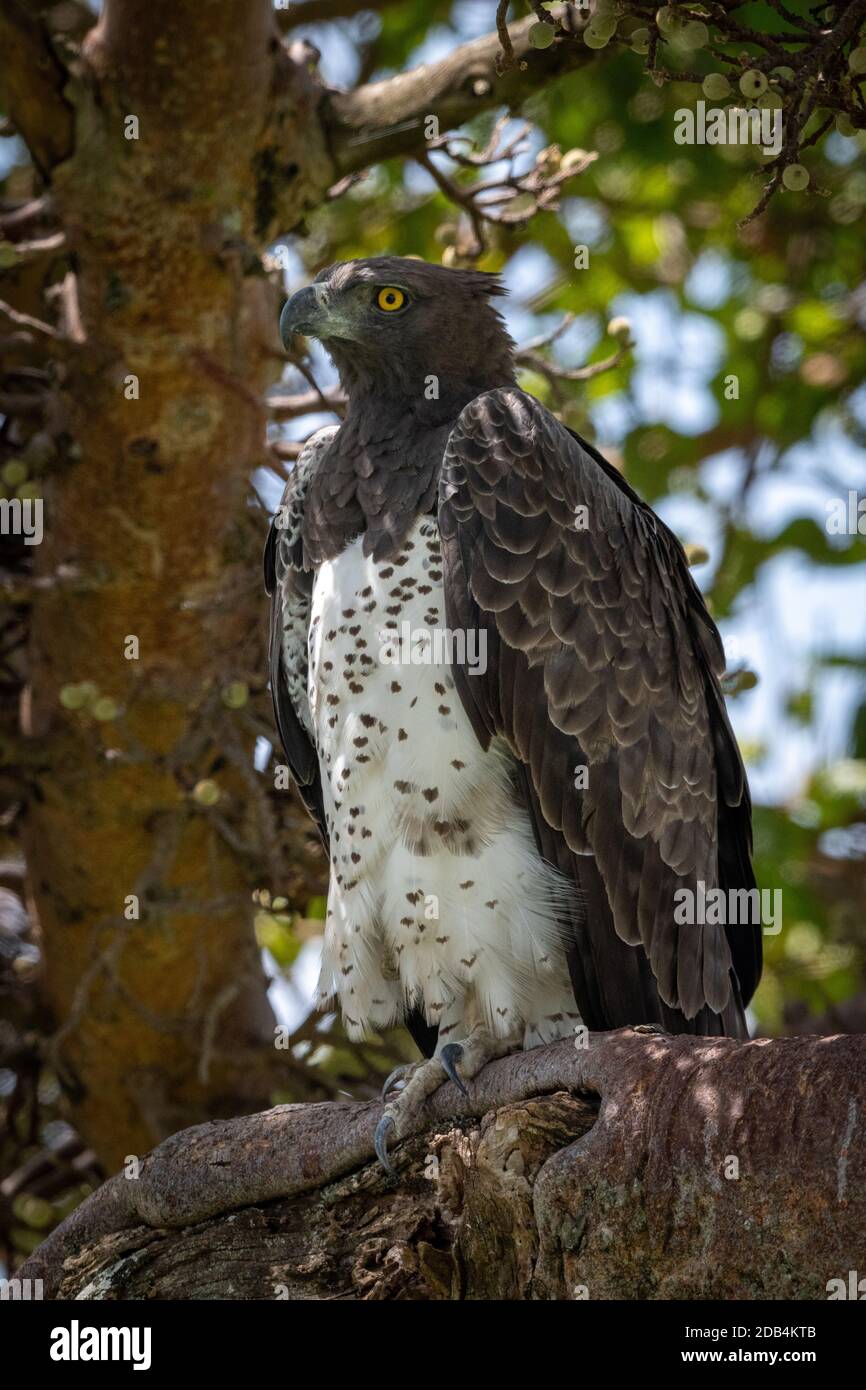 Tree facing hi-res stock photography and images - Alamy