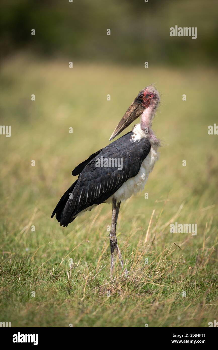 Marabou Stork In Camp High Resolution Stock Photography and Images - Alamy