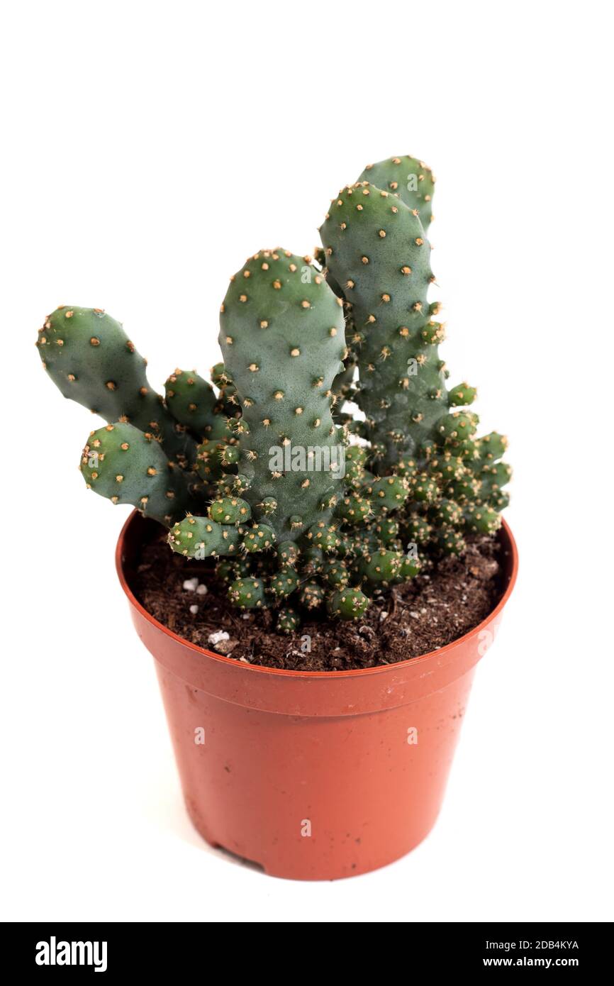 Close up view of a tiny cactus succulent plant isolated on a white ...