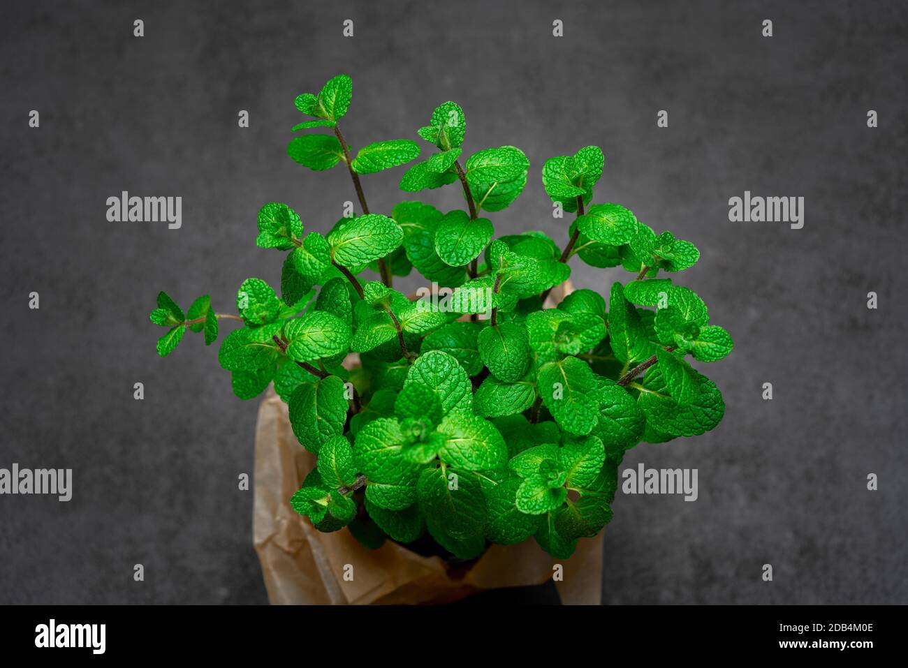 Natural herbal mint plant hi-res stock photography and images - Alamy