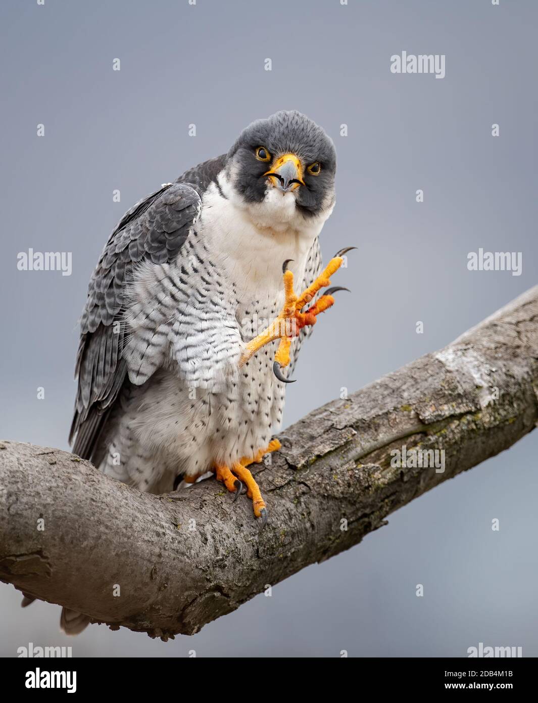 Peregrine Falcon Portrait Stock Photo - Alamy