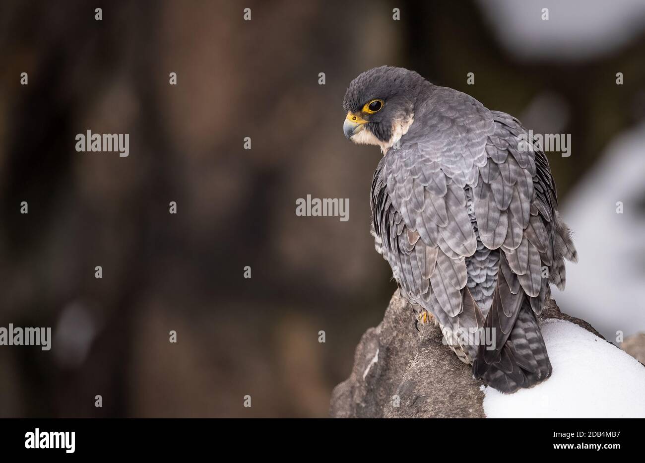 Peregrine Falcon Portrait Stock Photo - Alamy
