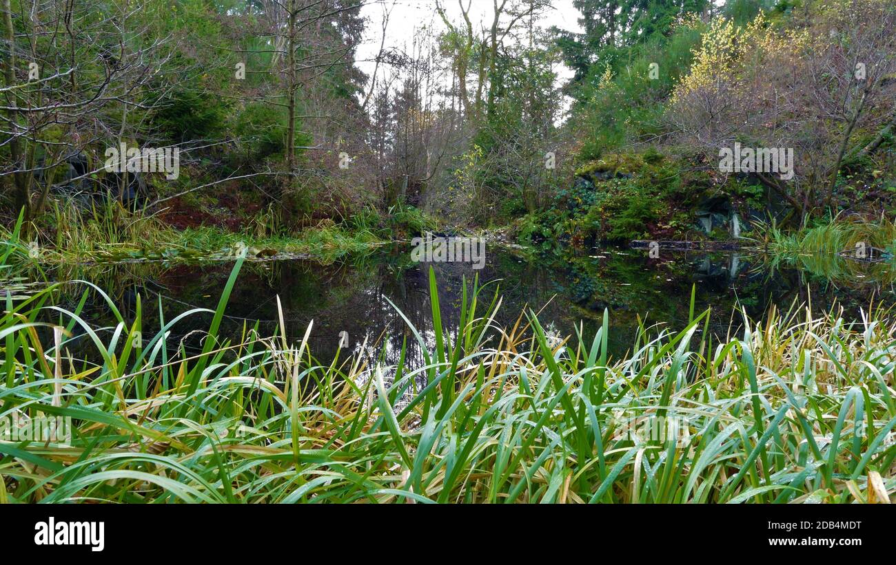 A reflective pond surrounded by green trees Stock Photo - Alamy