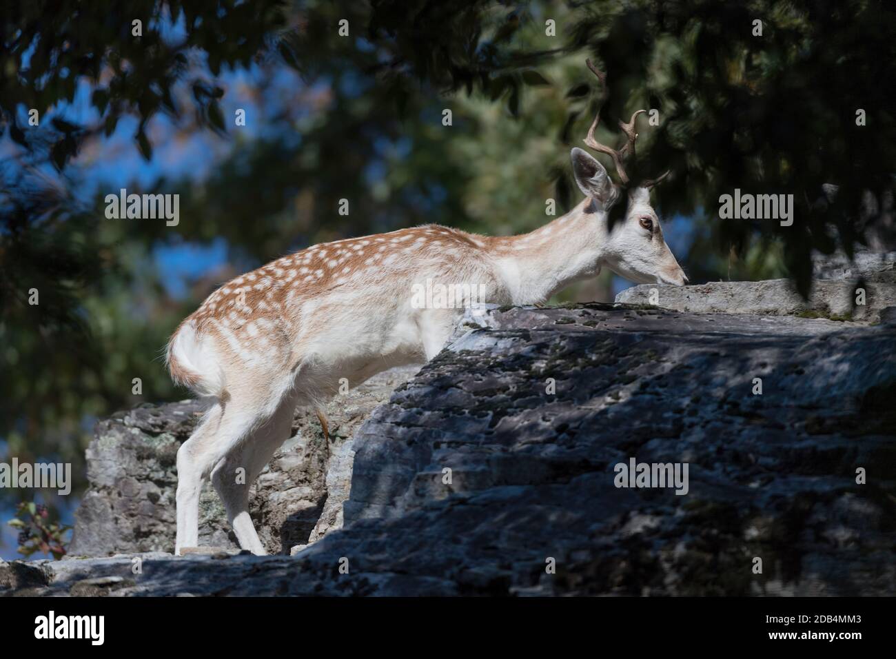 Fallow deer male moving up in the Alps (Dama dama Stock Photo - Alamy