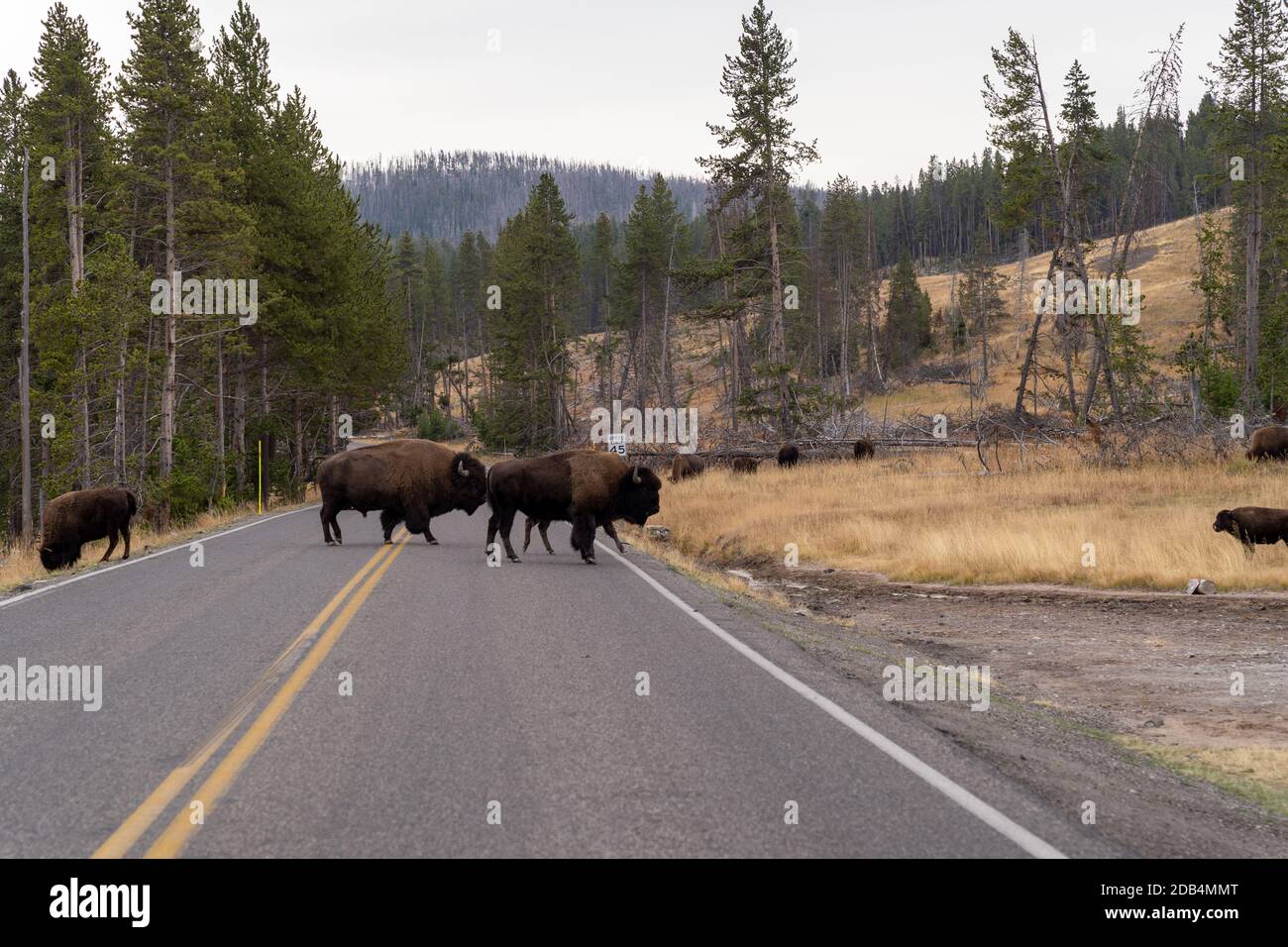 Bison begin to cross the road in Yellowstone National Park, starting a ...