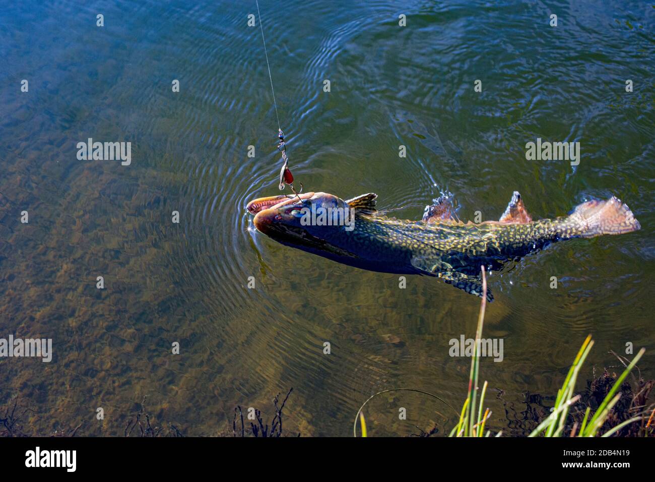 arctic char fishing Stock Photo - Alamy
