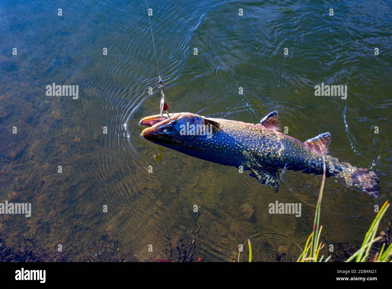 arctic char fishing Stock Photo - Alamy