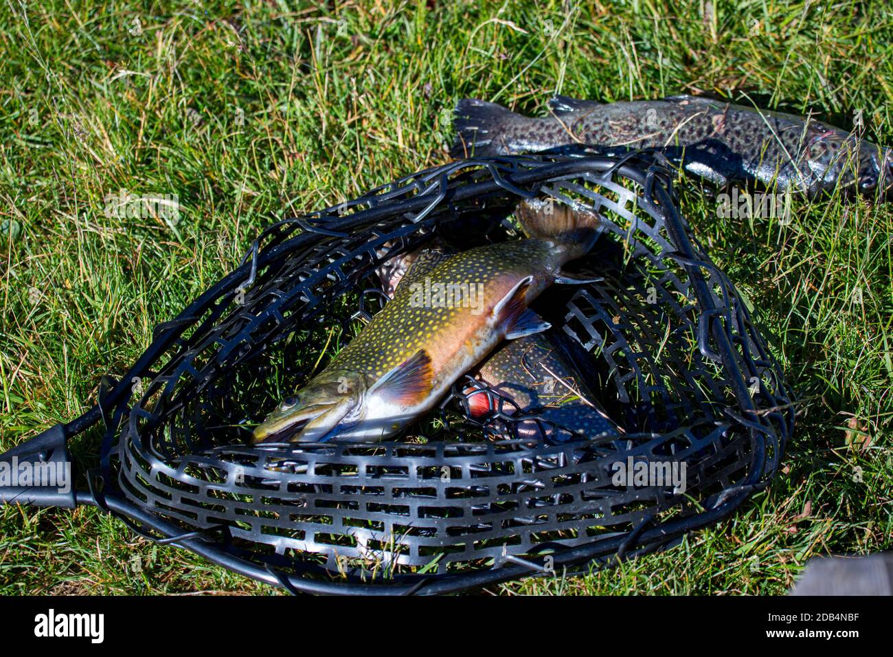 arctic char fishing Stock Photo - Alamy
