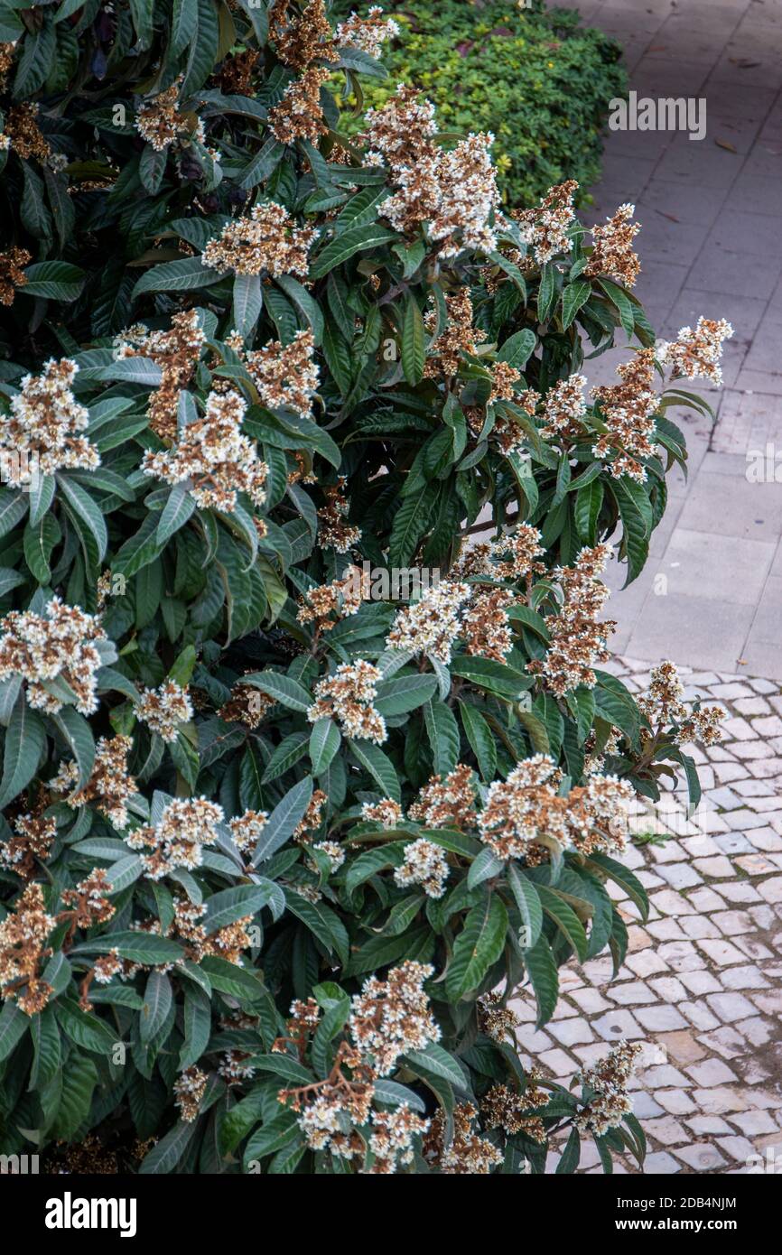 Loquat blossom hi-res stock photography and images - Alamy