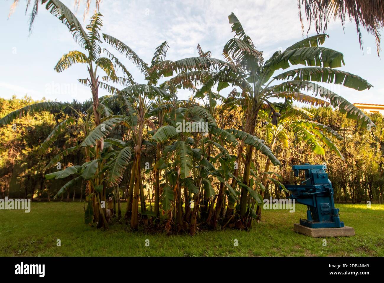 Banana palm trees hi-res stock photography and images - Alamy