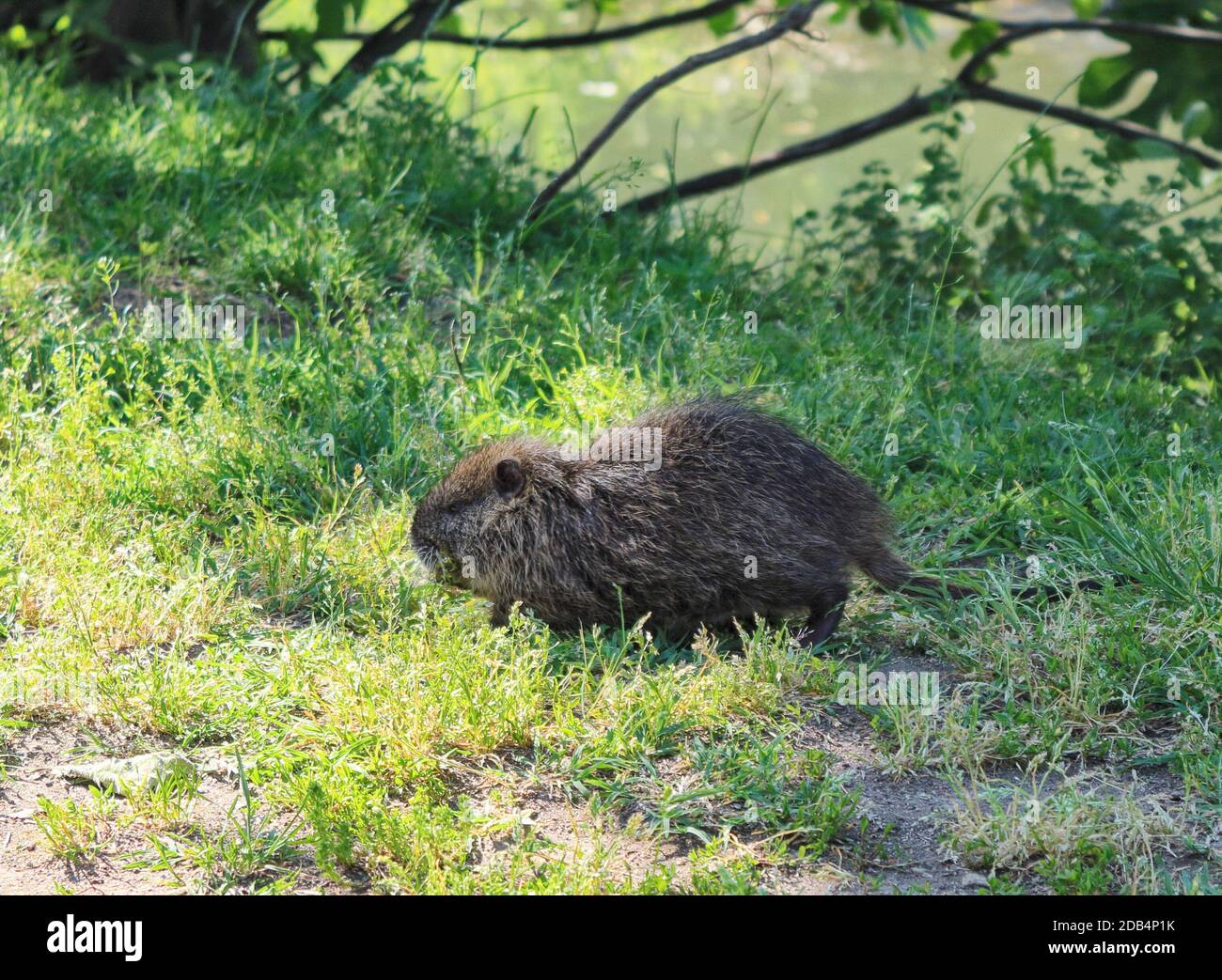 little muskrat cub on green grass near river Stock Photo - Alamy