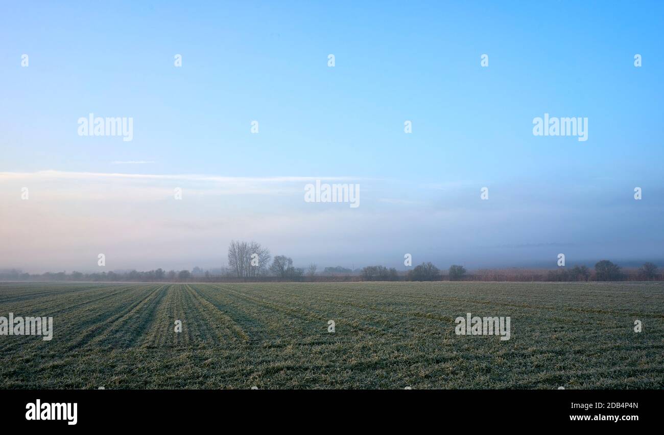 frosty countryside landscape, frozen grain Stock Photo - Alamy