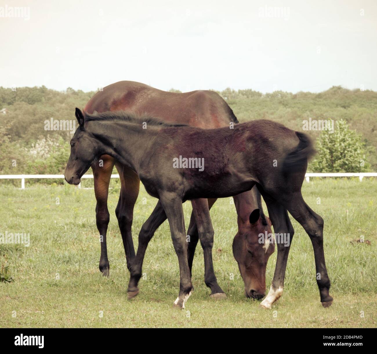 Mother and baby equine horse snuggling - farm animal Stock Photo - Alamy