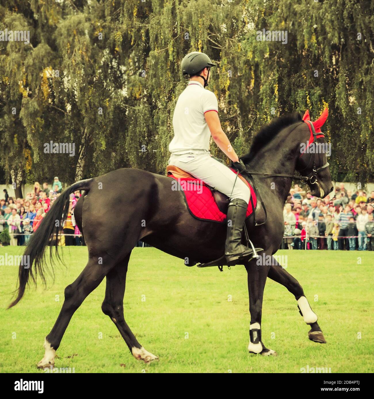 Portrait of a show jumping horse, galloping between two jump Stock ...