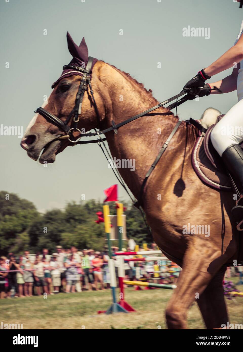 Portrait cowboy of a show jumping horse stallion galloping between two ...