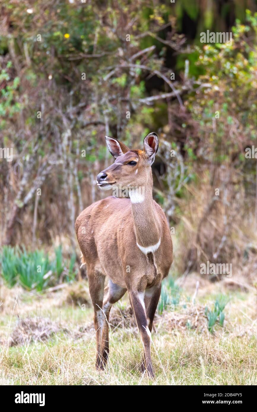 Beautiful animal, female of Mountain Nyala in natural habitat. Endemic ...
