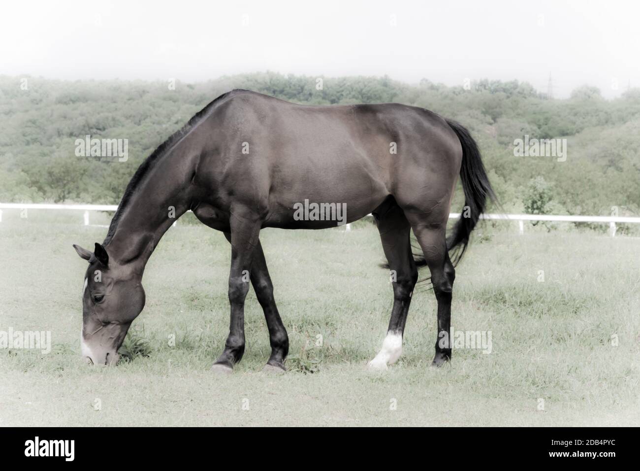 Portrait of a horse, Vintage retro style Stock Photo - Alamy