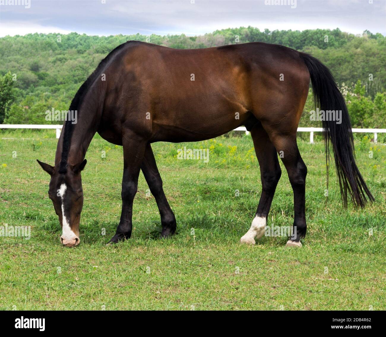 chestnut horse portrait grazing on meadow - farm animal Stock Photo - Alamy
