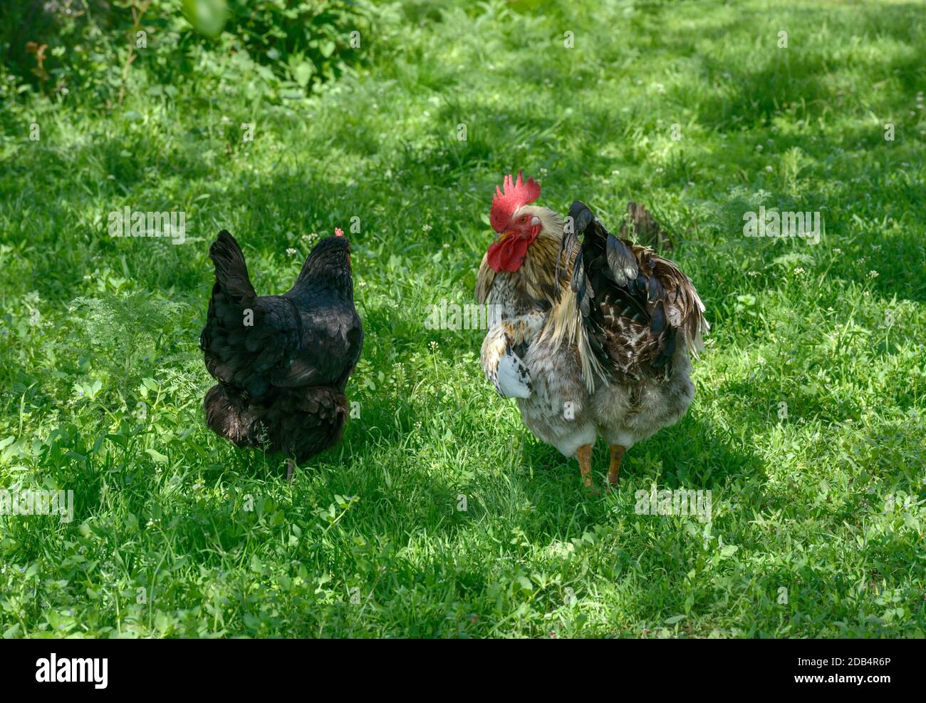 Rooster of light breed is standing near black hen on bright green grass ...
