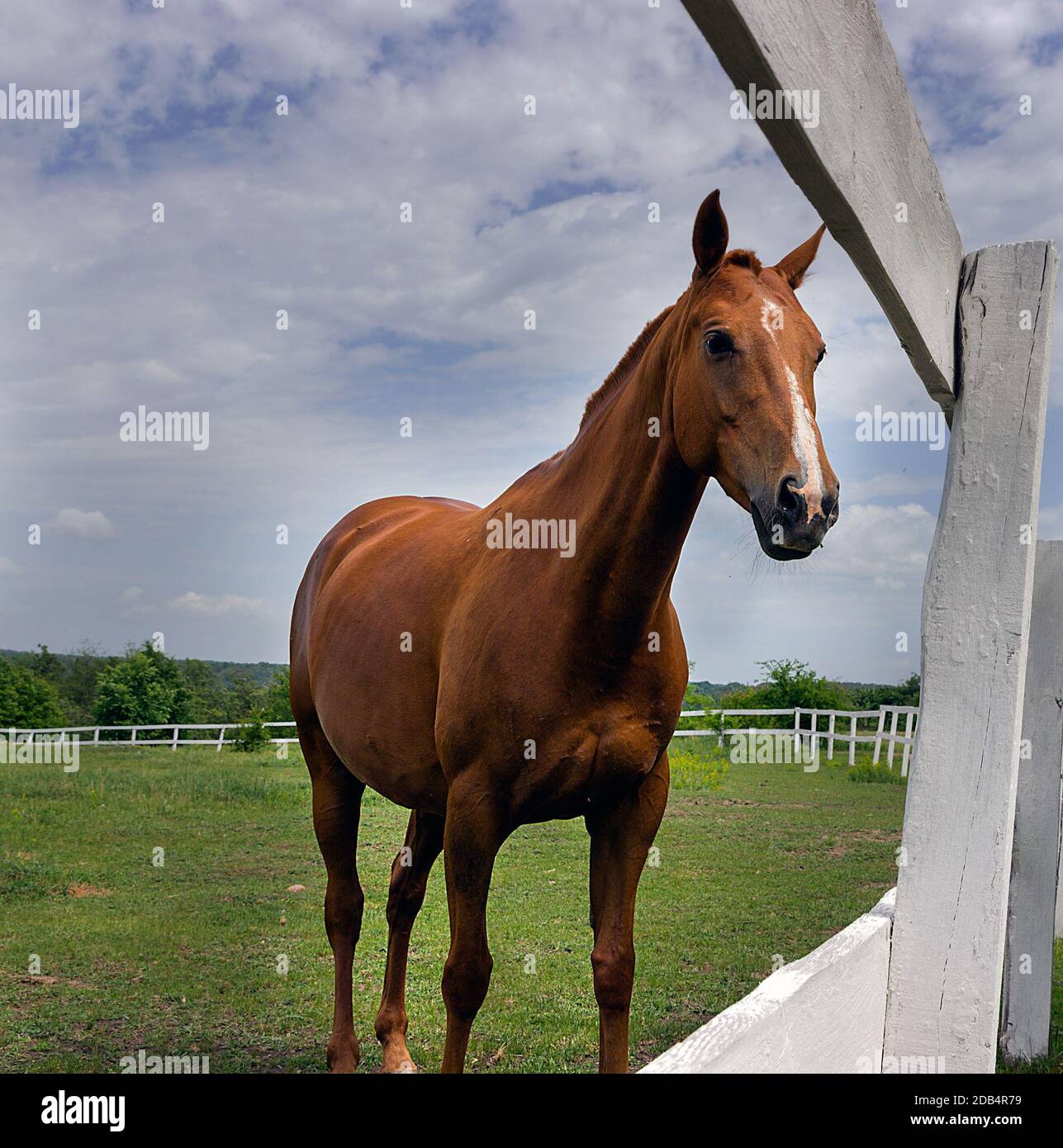 horse brown in the pasture at a horse farm Stock Photo - Alamy