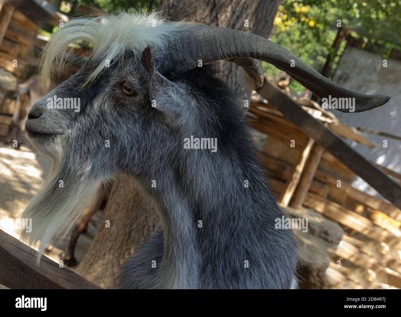 goat with beard and horn Stock Photo - Alamy