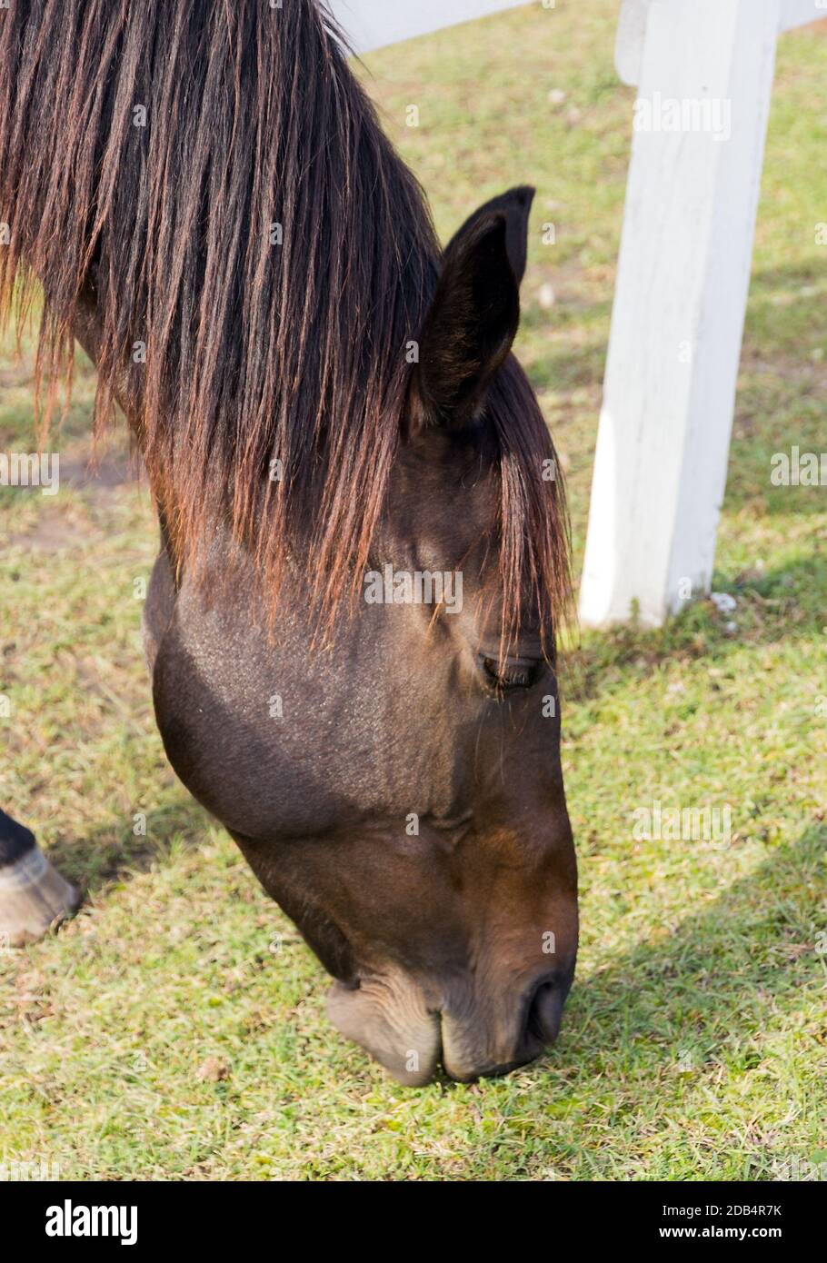 chestnut horse portrait - farm animal Stock Photo - Alamy