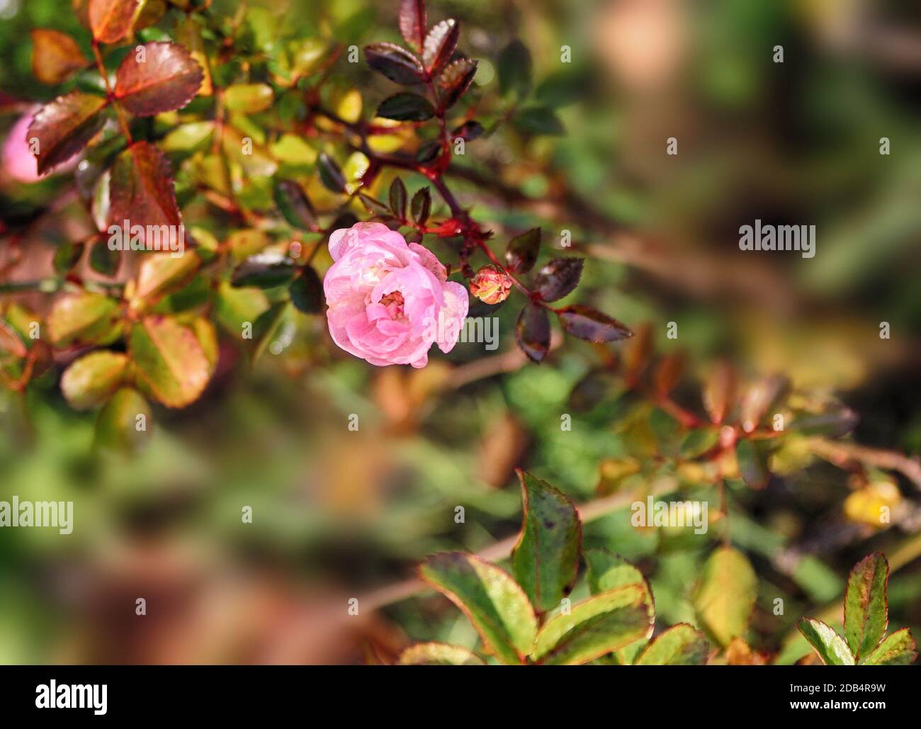 wild pink rose. Pink Roseon a bush in a garden on natural background ...