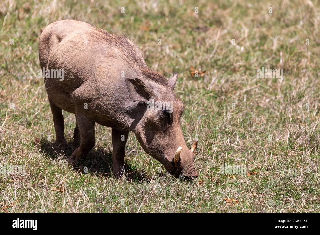 Warthog in natural habitat Bale Mountain, Phacochoerus Aethiopicus ...