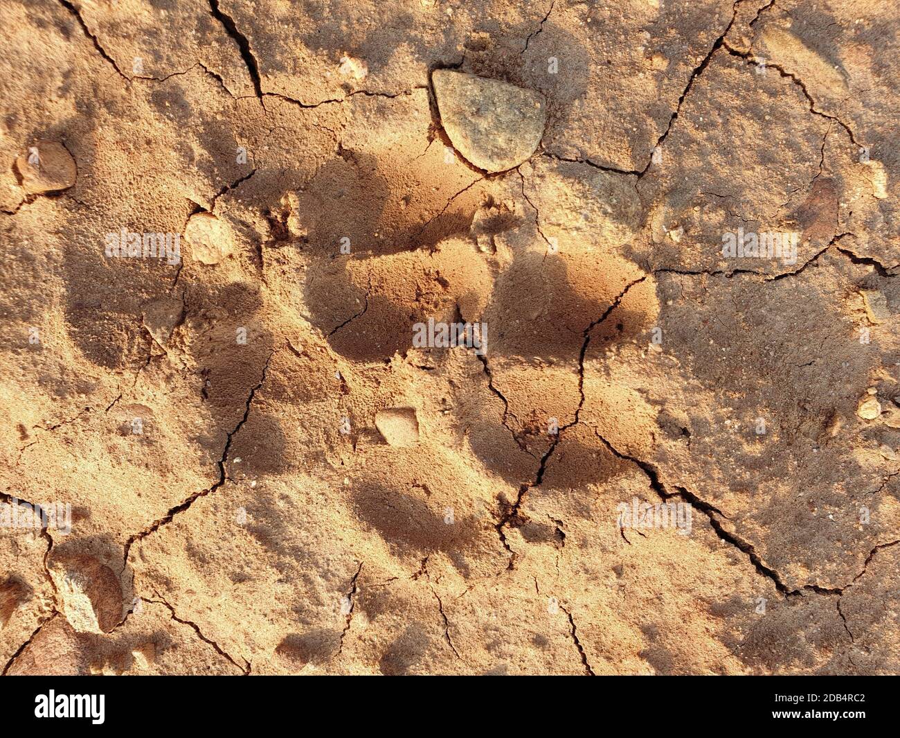 Dog tracks mud hi-res stock photography and images - Alamy