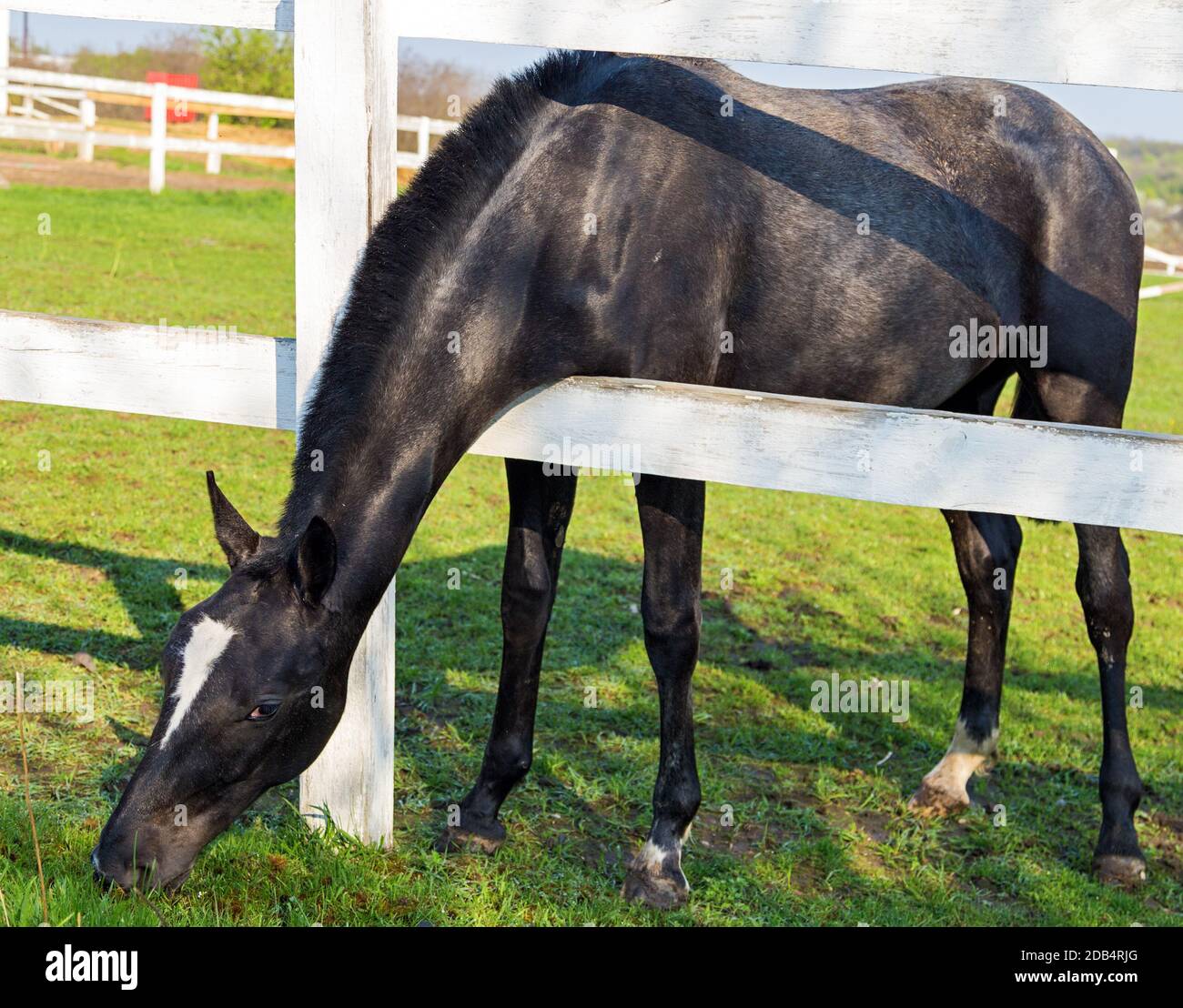 Horse on rancho natural hi-res stock photography and images - Alamy