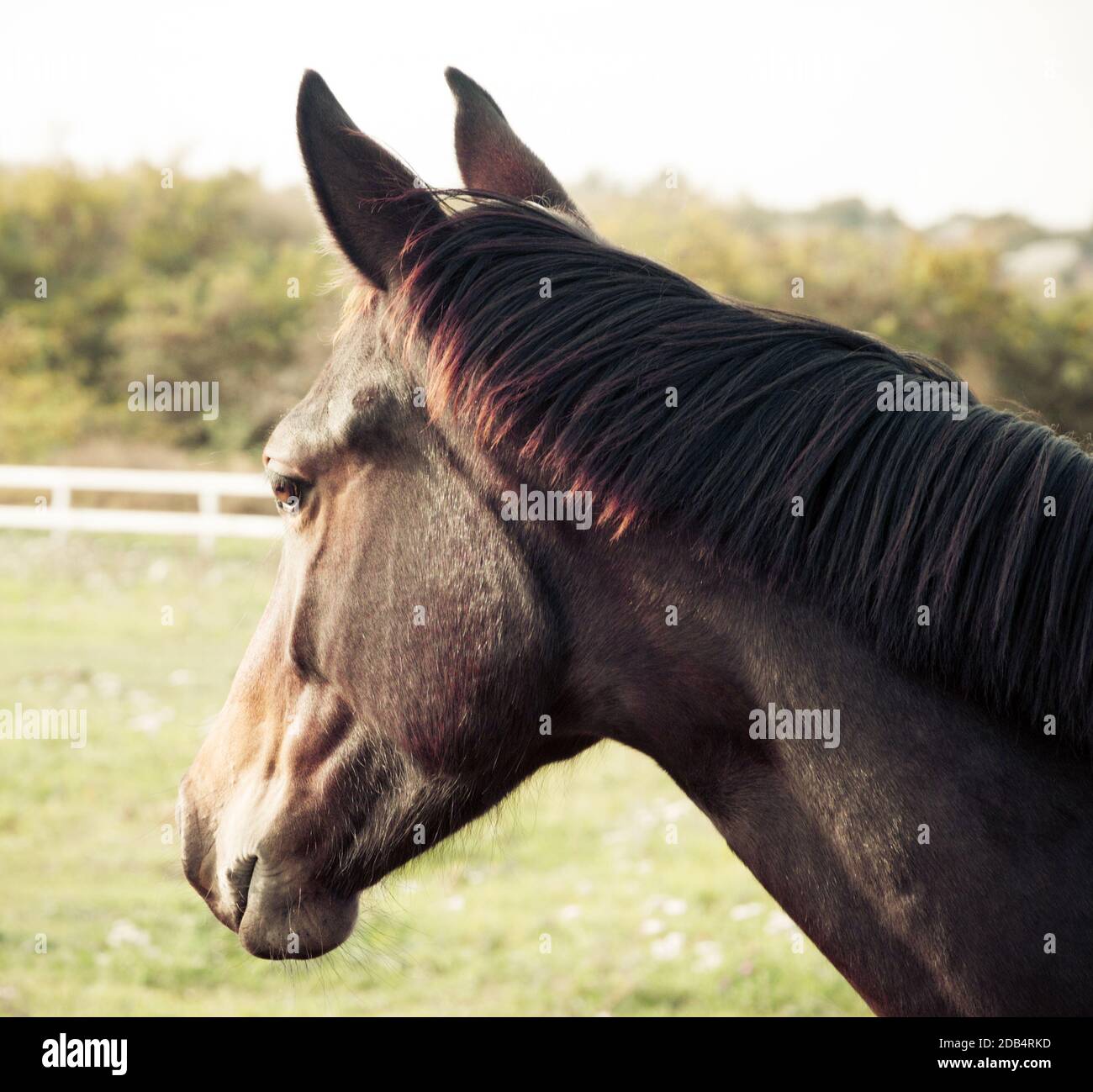 Portrait of a horse, Vintage retro style Stock Photo - Alamy